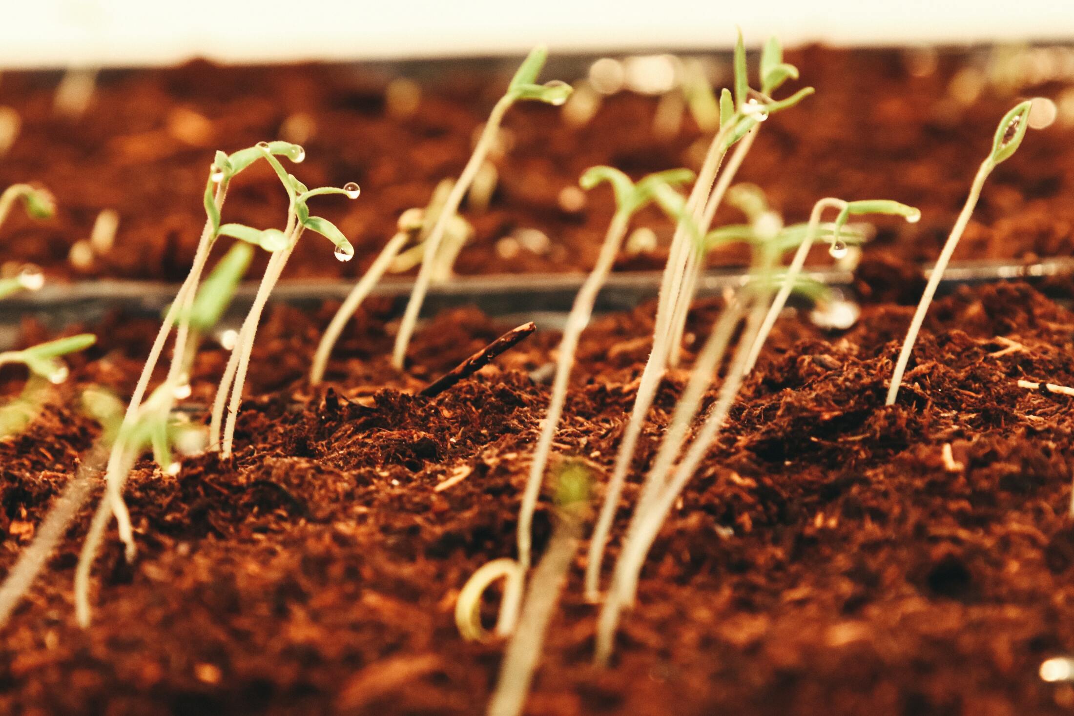 Guía De Siembra De Semillas Zona 8 Cómo Germinar Semillas De
