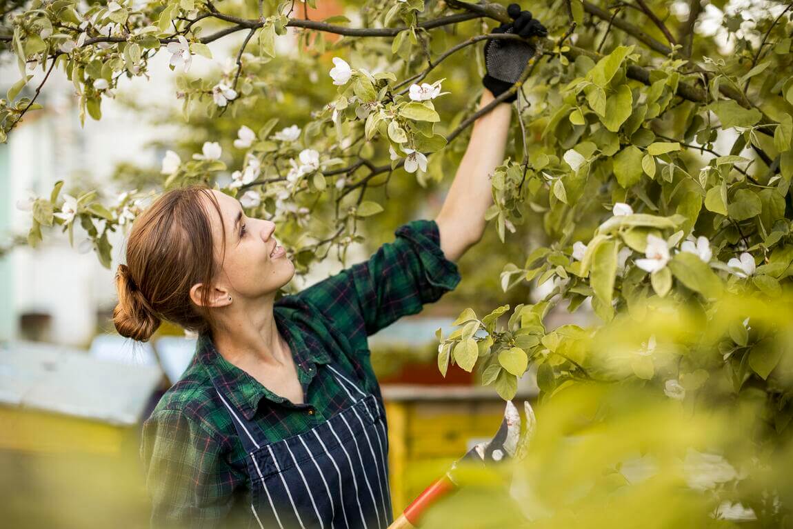 ¿Cuándo se podan los árboles? Consejos de poda – De Raíz Chile